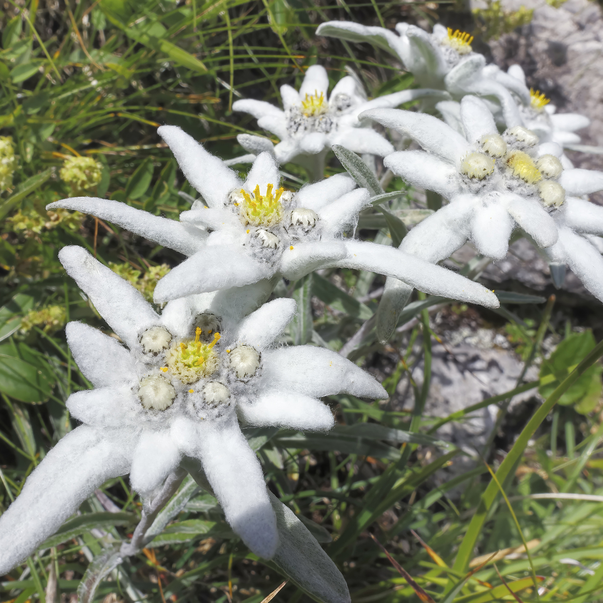 Home [www.alpen-shop.ch]